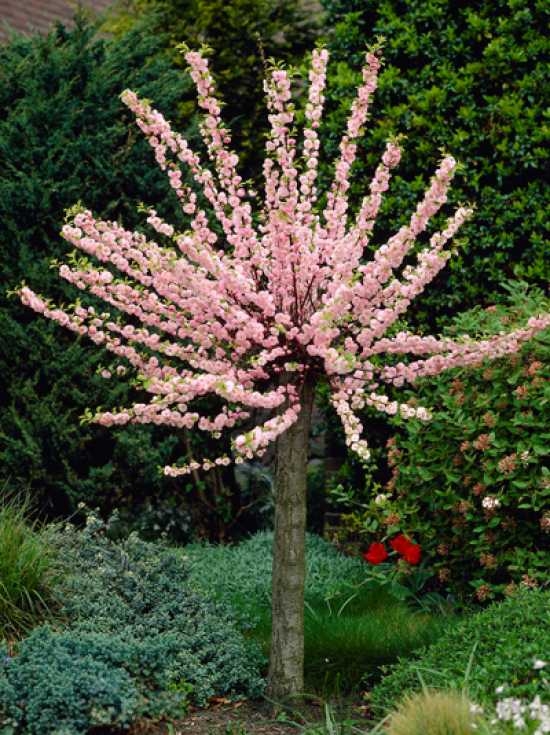 Mandelbäumchen / Prunus triloba Stämmchen kaufen