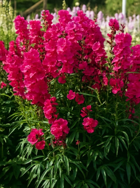 Rote Präriemalve 'Brilliant' / Sidalcea oregana 'Brilliant' kaufen