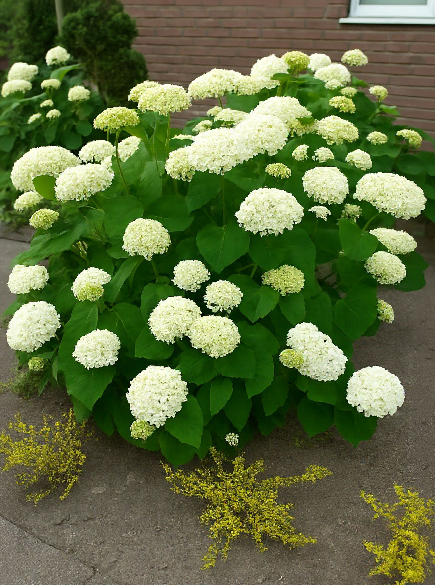 Schneeball Hortensie Annabell