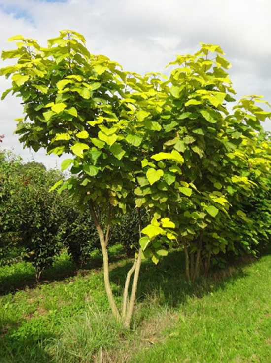 Gold-Trompetenbaum 'mehrstämmig' / Catalpa bignonioides 'Aurea' kaufen