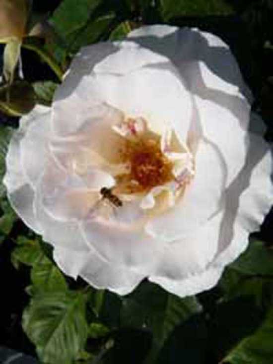 Rosa 'Elina ®' / Edelrose 'Elina' günstig kaufen