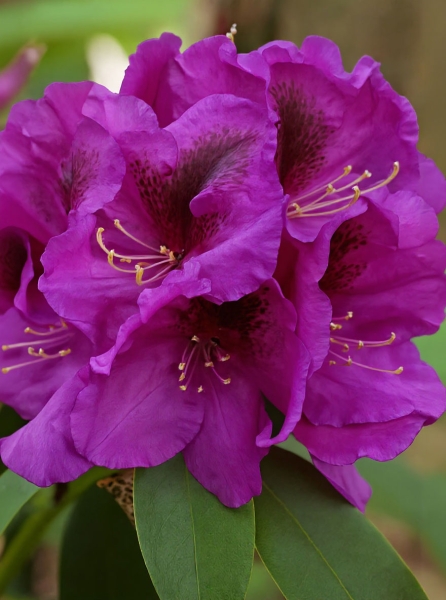 Rhododendron Hybride 'Purple Splendor'