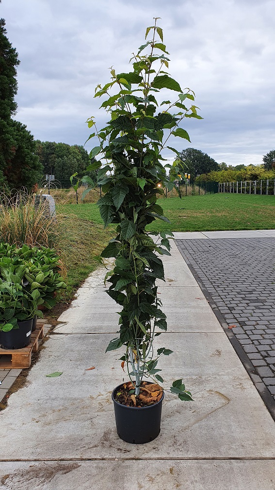 Streifen-Ahorn 'Viper' ® / Acer davidii 'Viper' ® kaufen