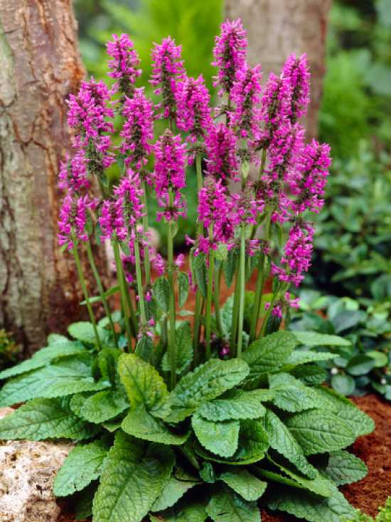 Stachys Monnieri Hummelo