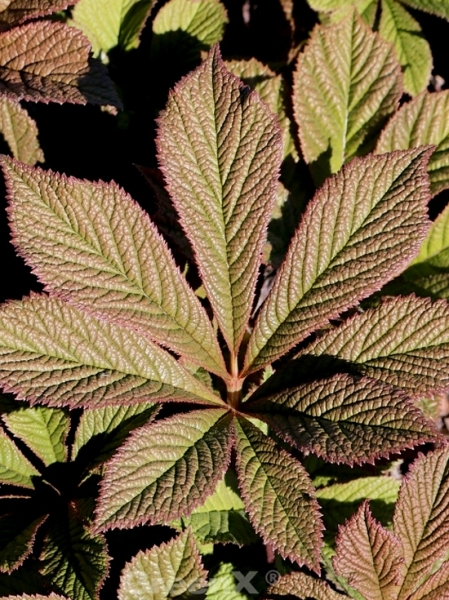 Schaublatt 'Hercules' / Rodgersia henrici 'Hercules' günstig kaufen