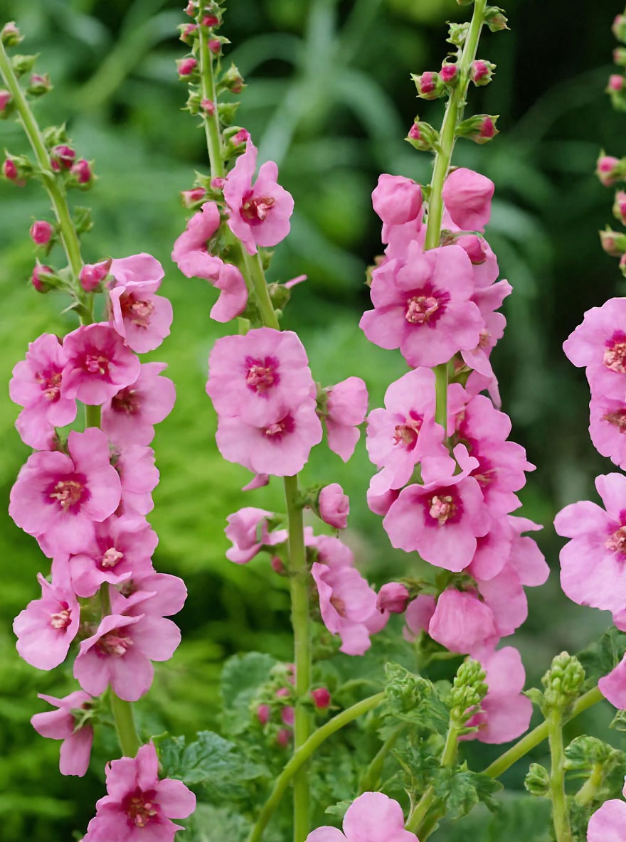 Königskerze 'Pink Domino' / Verbascum x cultorum 'Pink Domino' kaufen