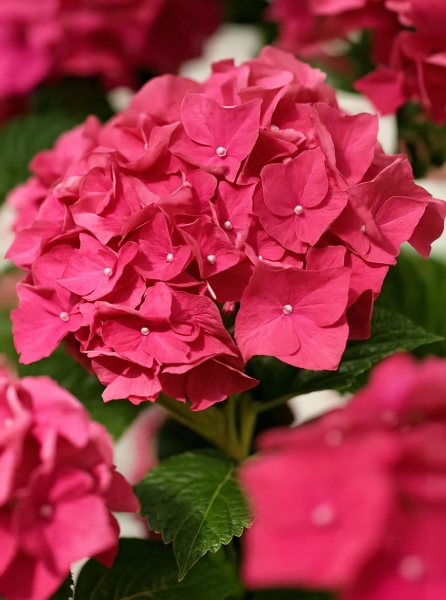 Hydrangea macrophylla 'Pia' / Bauern-Hortensie 'Pia' günstig kaufen