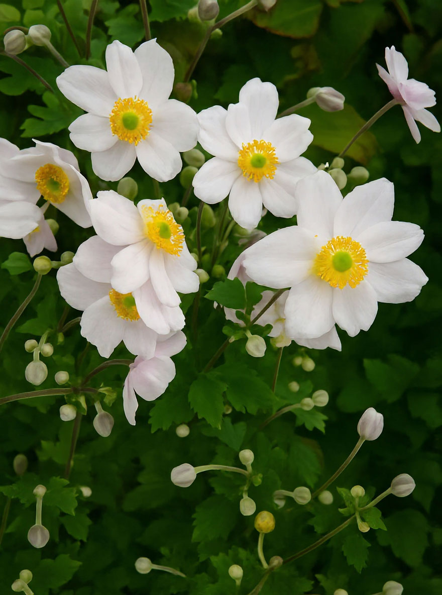 Herbst-Anemone 'Ruffled Swan' / Anemone 'Ruffled Swan ® ' kaufen
