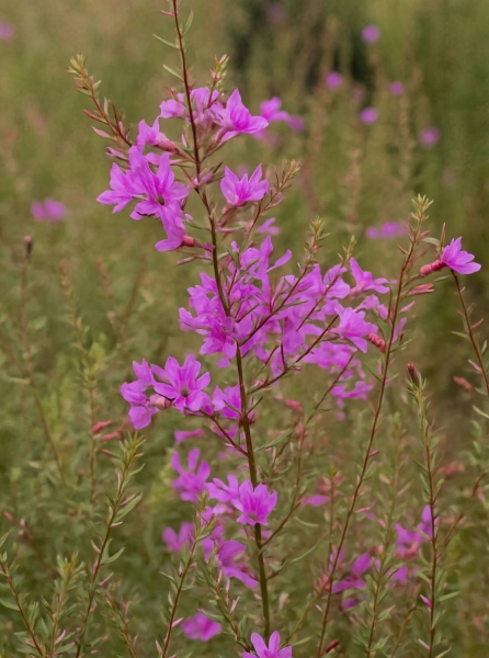 Ruten Weiderich 'Swirl' / Lythrum virgatum 'Swirl' günstig kaufen