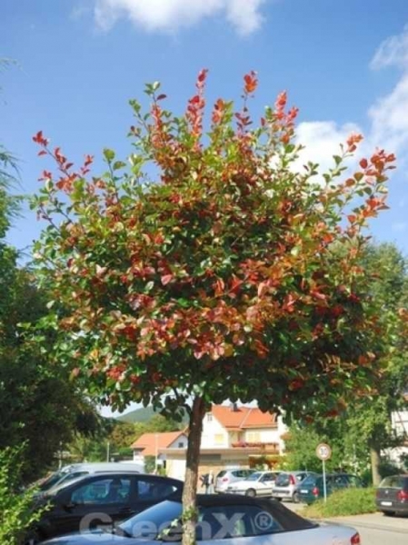 Crataegus persimilis 'Splendens' / Crataegus prunifolia 'Splendens ...