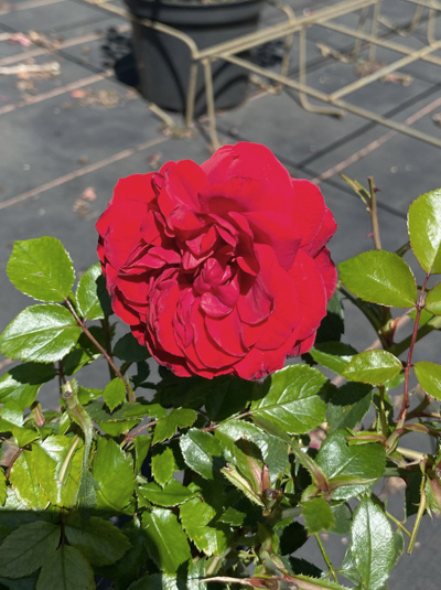 Kletterrose 'Belkanto' ® / Rosa 'Belkanto' ® kaufen