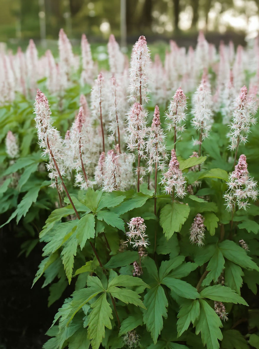 Schaumblüte 'Pink Skyrocket