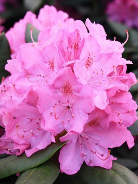Rhododendron 'English Roseum' kaufen