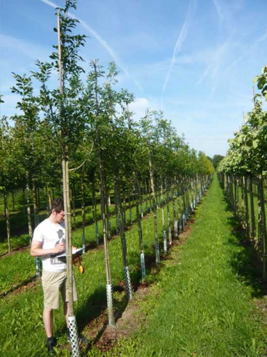 Gemeine Esche / Gewöhnliche Esche / Fraxinus excelsior kaufen