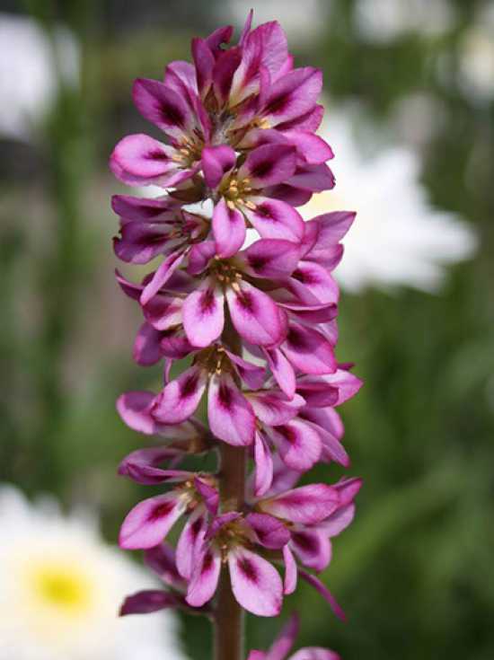 Brautkranz / Francoa sonchifolia kaufen