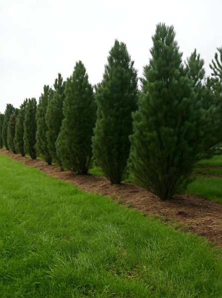 Pinus Nigra Fastigiata – Minier Pinus Nigra – DCRBO