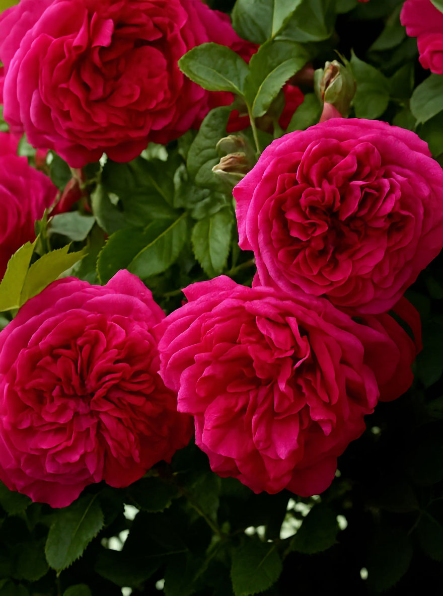 Kletterrose 'Laguna' / Rosa 'Laguna ®' günstig kaufen