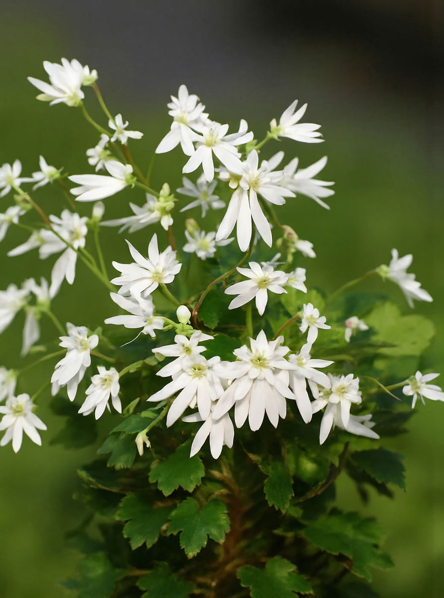 Herbst-Steinbrech 'Shiranami' / Saxifraga cortusifolia 'Shiranami'