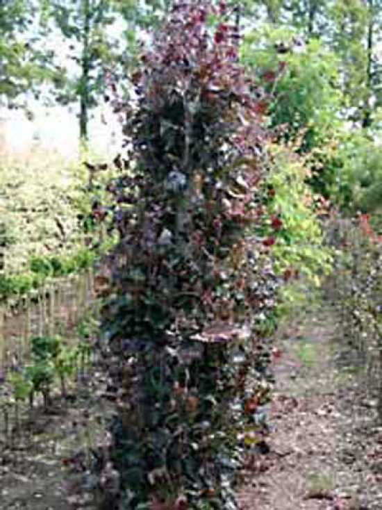 Säulen-Buche 'Red Obelisk' / Fagus sylvatica 'Red Obelisk' kaufen