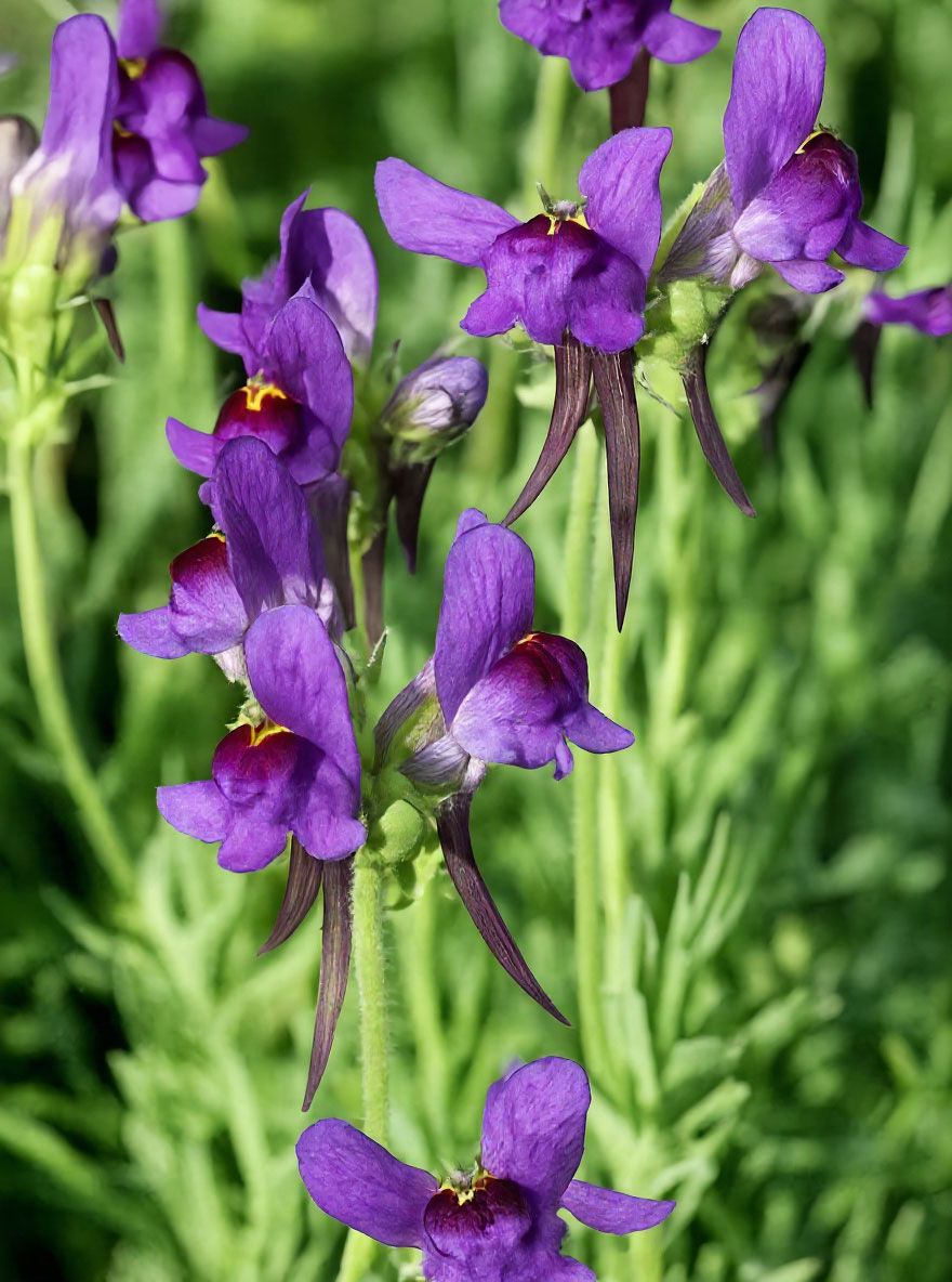 Leinkraut 'Neon Lights' / Linaria aeruginea 'Neon Lights' kaufen