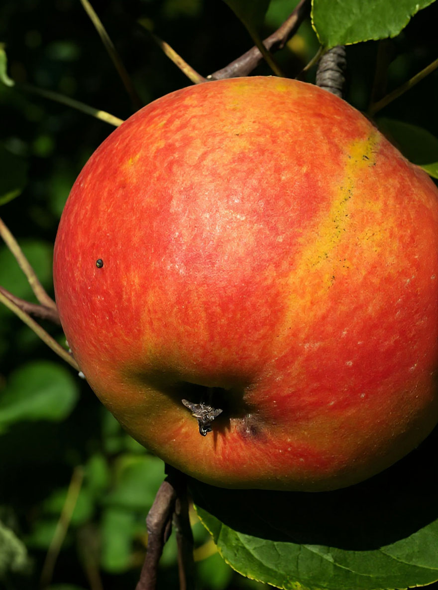 Apfel 'Roter Boskoop' / Malus domestica 'Roter Boskoop' kaufen