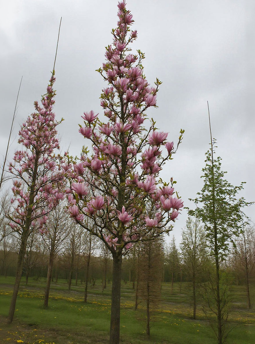 Großblumige Magnolie 'Galaxy' / Magnolia 'Galaxy' kaufen