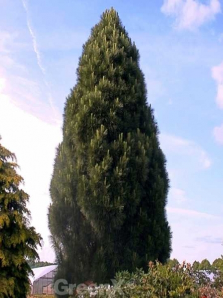 Säulen-Schwarzföhre / Pinus nigra 'Pyramidalis' kaufen