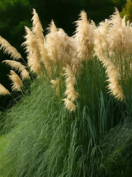 Elegantes Cortaderia Selloana Senior Bilder