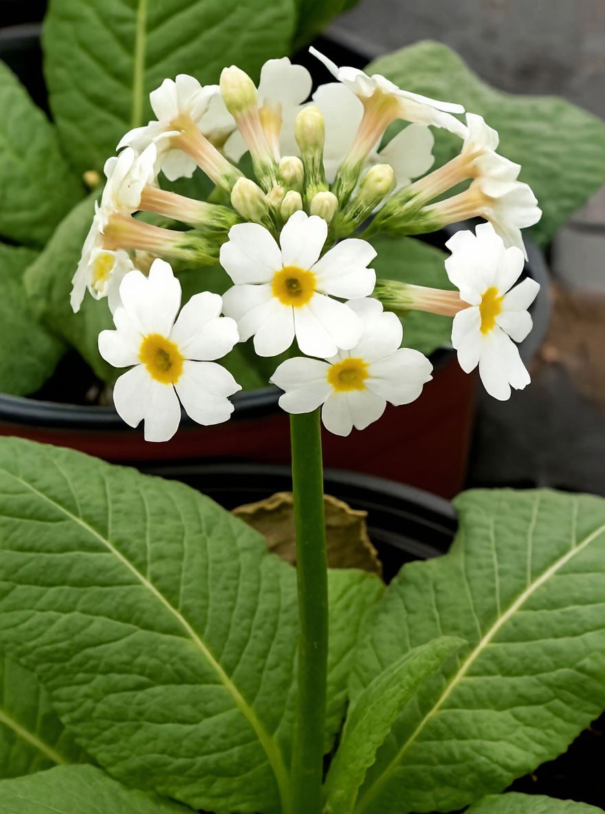 Primel - Primula | Rhododendron - Begleitstauden | Stauden | Baumschule ...