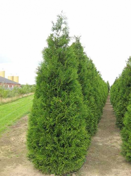 Riesen-Lebensbaum 'Atrovirens' / Thuja plicata 'Atrovirens' kaufen