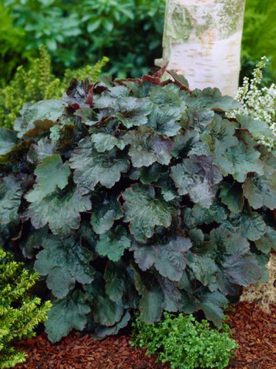 Purpurglöckchen 'Rachel' / Heuchera micrantha 'Rachel' kaufen