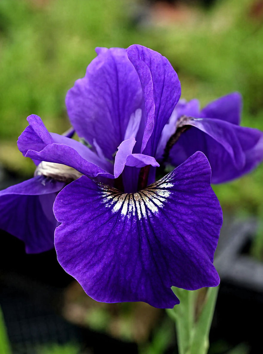 Wiesen-Iris 'Ruffled Velvet' / Iris sibirica 'Ruffled Velvet' kaufen