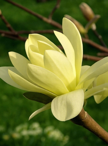 Magnolie 'Gold Star' / Magnolia 'Gold Star' kaufen