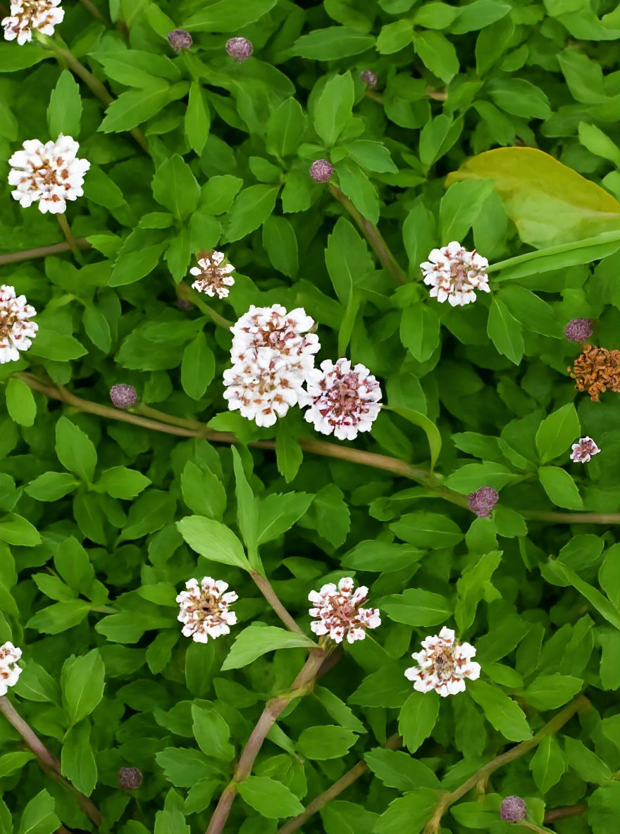 Teppichverbene Summer Pearls