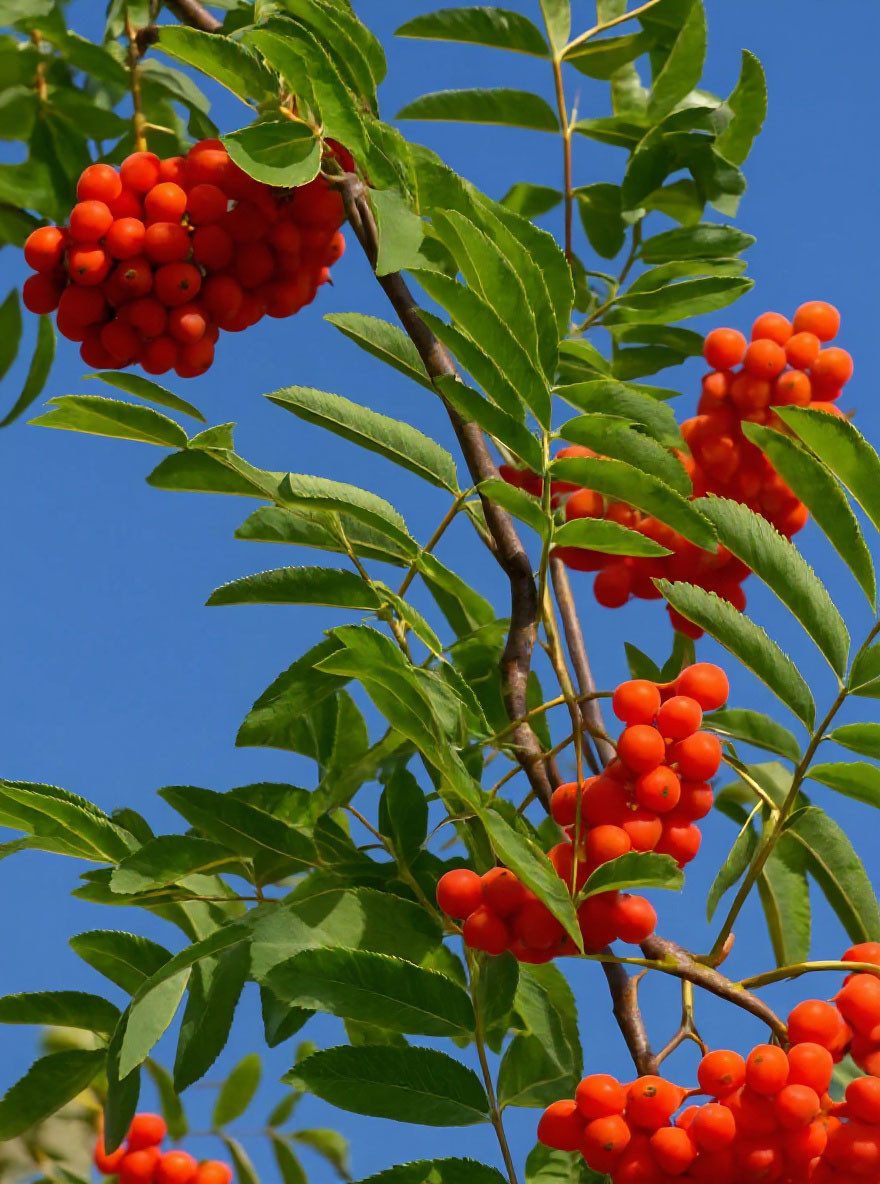 Gemeine Eberesche / Vogelbeere / Sorbus aucuparia kaufen