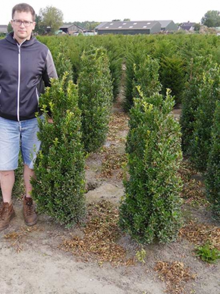 Kleinlaubige Japan-Hülse 'Impala'® / Ilex 'Impala'® günstig kaufen