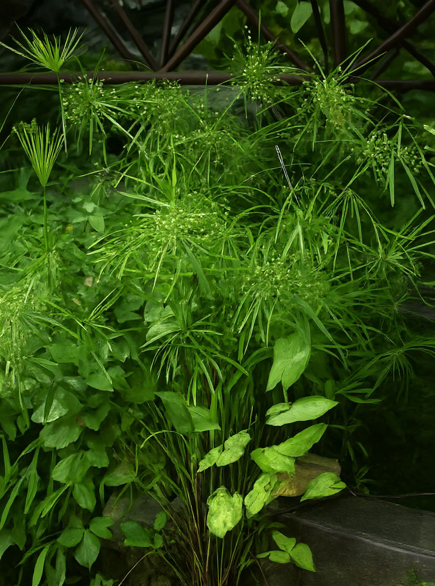 Zyperngras / Cyperus alternifolius günstig kaufen