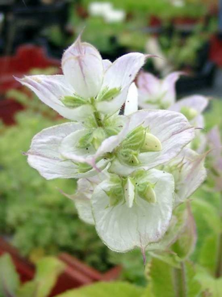 Weißer Muskateller-Salbei 'Vatican White'