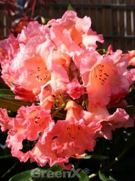 Rhododendron Hybride 'Tortoiseshell Orange' / Rhododendron ...