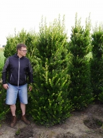Kleinlaubige Japan-Hülse 'Impala'® / Ilex 'Impala'® günstig kaufen