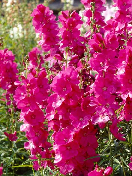 Rote Präriemalve 'Brilliant' / Sidalcea oregana 'Brilliant' kaufen