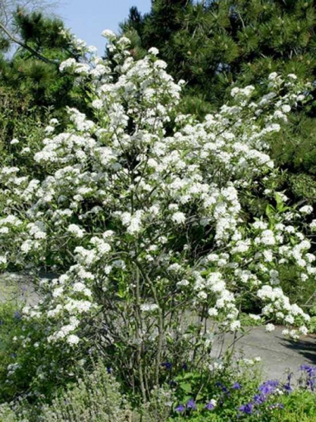 Apfelbeere 'Brilliant' / Zwergvogelbeere 'Brilliant'