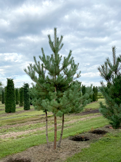 gewöhliche Kiefer / Wald-Kiefer 'mehrstämmig' / Pinus sylvestris