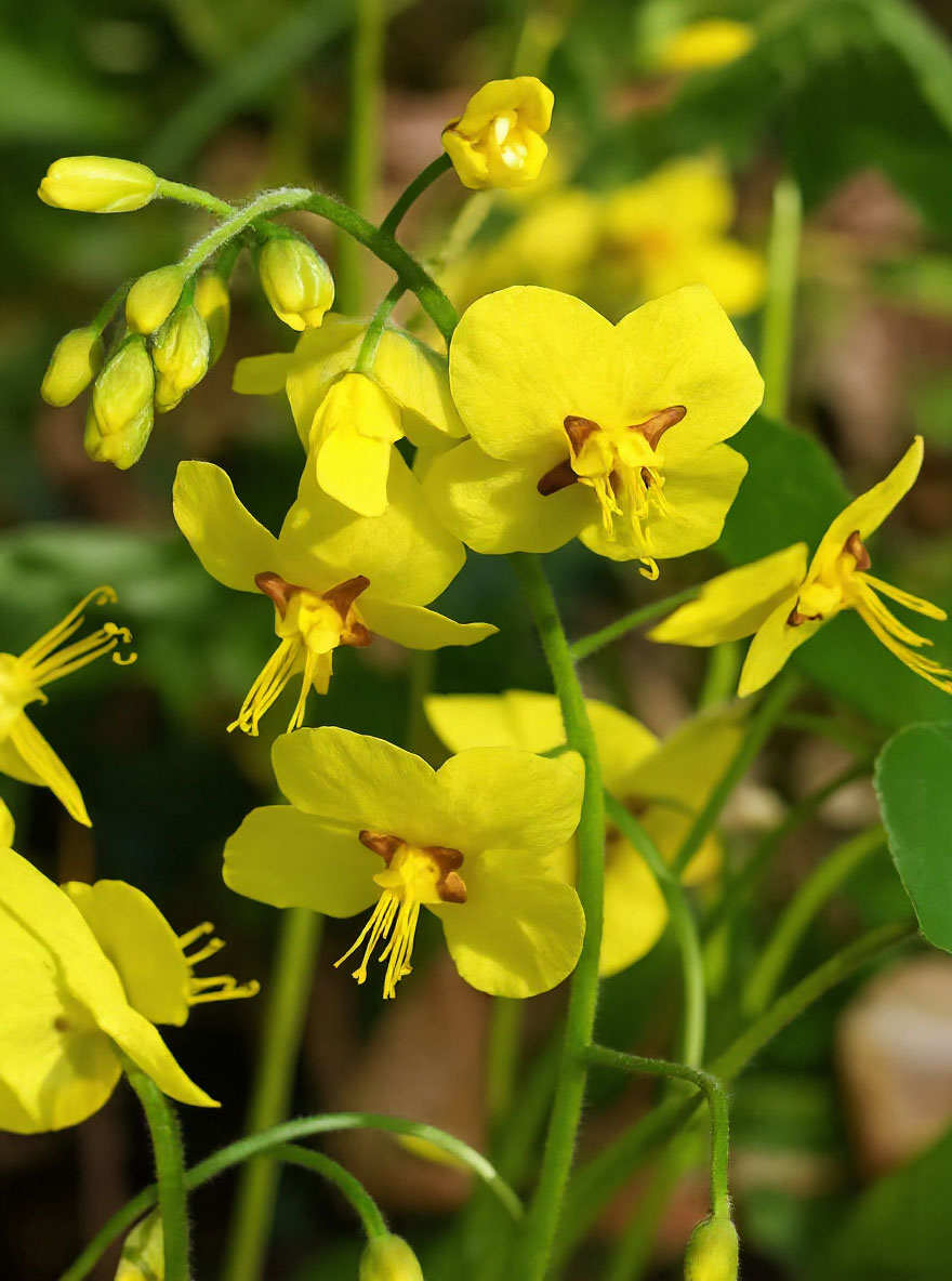 Schwarzmeer-Elfenblume / Epimedium pinnatum ssp. colchicum kaufen