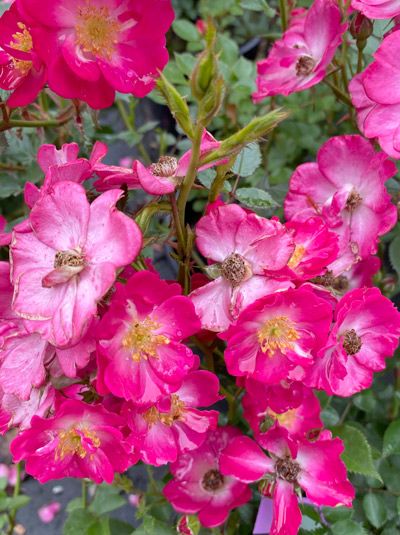 Zwergrose 'Lupo' ® ADR-Rose / Rosa 'Lupo' ® ADR-Rose kaufen