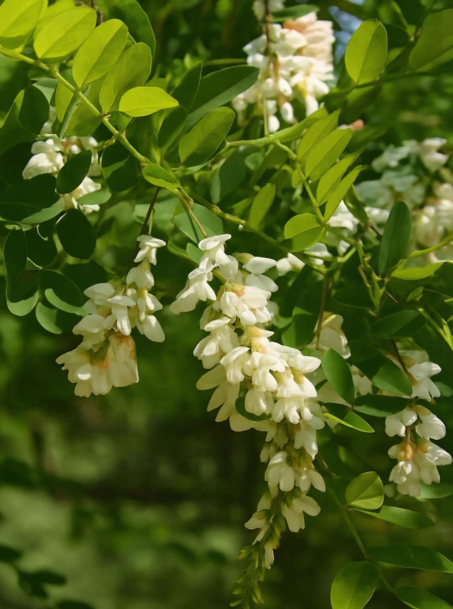 Öfterblühende Robinie / Robinia pseudoacacia 'Semperflorens' kaufen