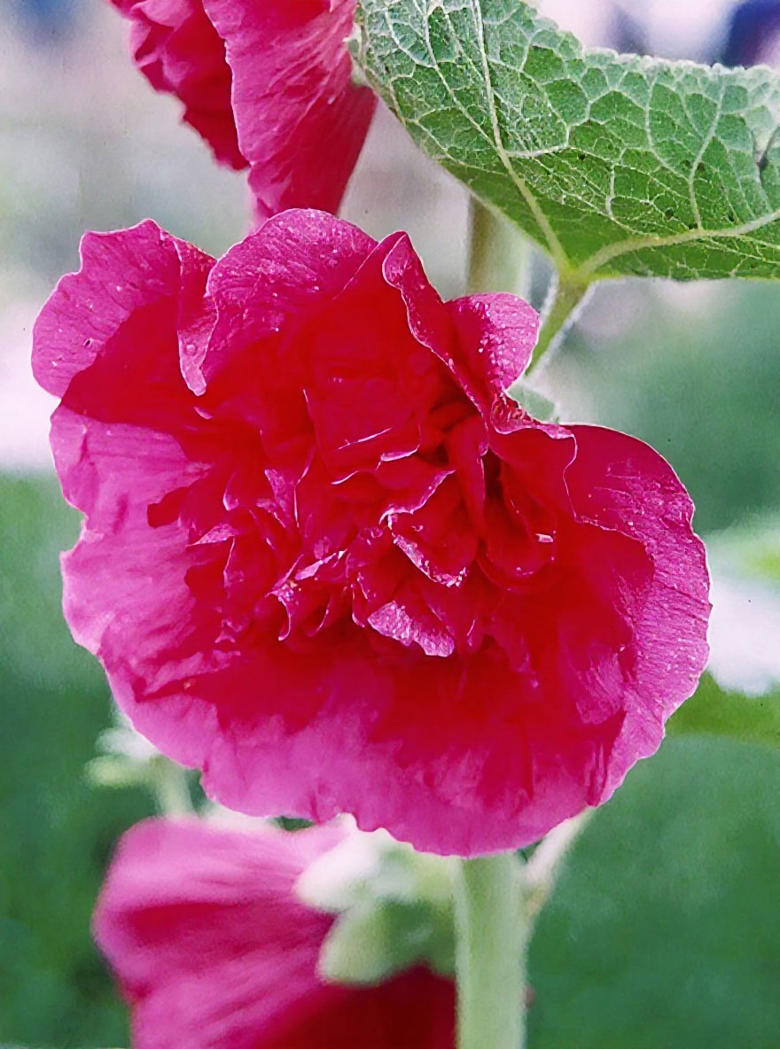 Gefüllte Stockrose 'Pleniflora Chaters Rot' / Alcea rosea 'Pleniflora ...