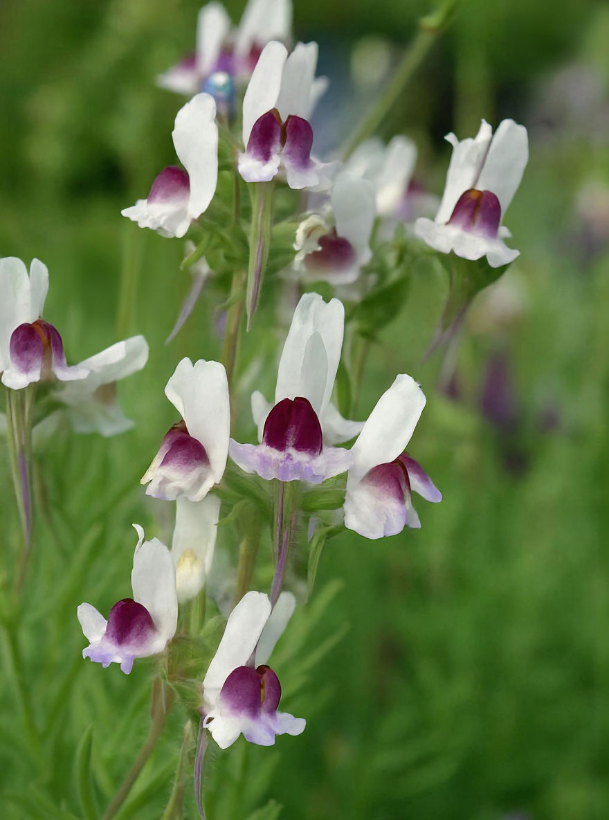 Leinkraut 'Neon Lights' / Linaria aeruginea 'Neon Lights' kaufen