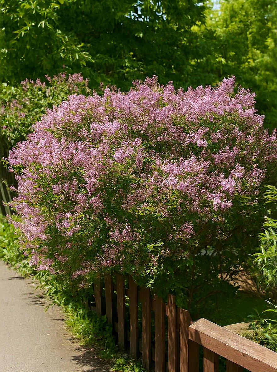 Herbstflieder 'Superba' / Syringa microphylla 'Superba' kaufen