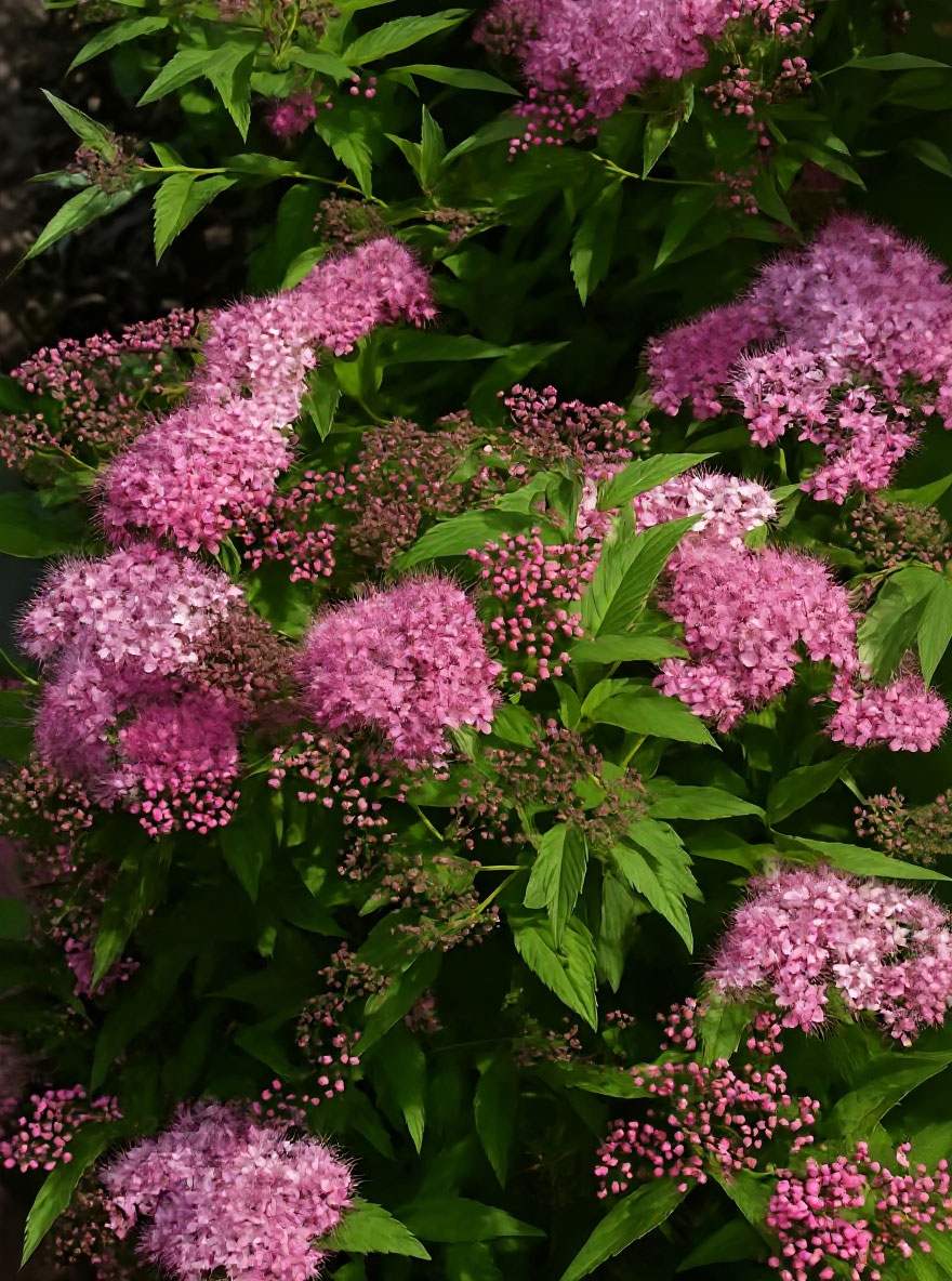 Japan-Spiere 'Shirobana' / Spiraea japonica 'Shirobana' kaufen